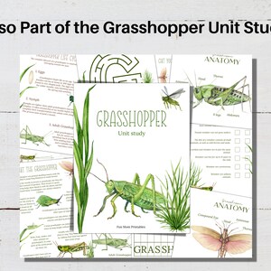 GRASSHOPPER Life Cycle, Nature Study, Homeschool Printable, Instant ...