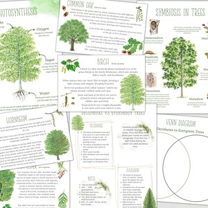 DECIDUOUS TREES Unit Study, Life Cycle, Anatomy, Nature Study, Science ...