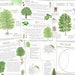 DECIDUOUS TREES Unit Study, Life Cycle, Anatomy, Nature Study, Science ...