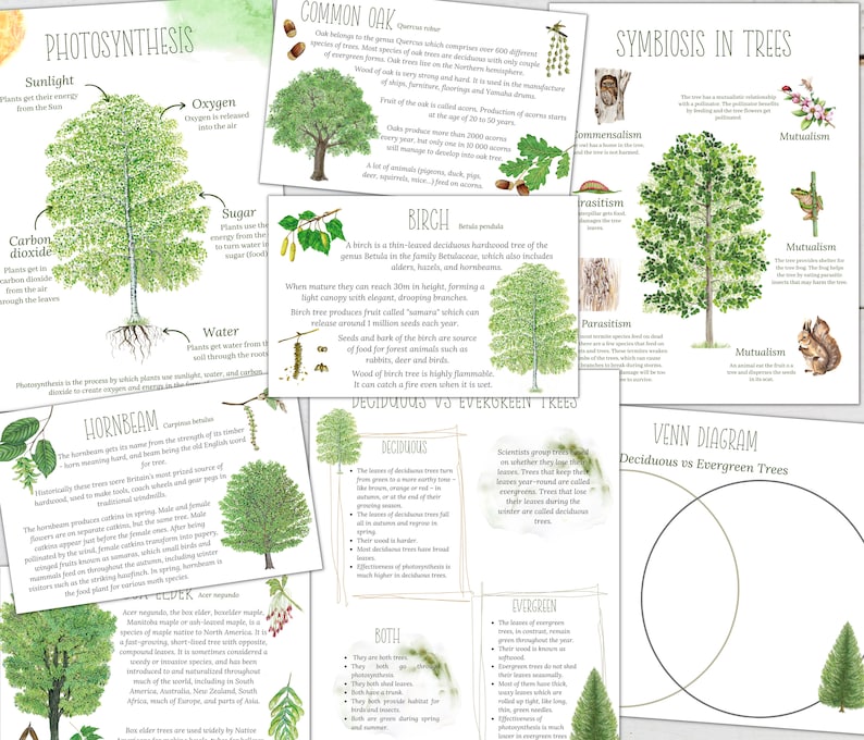 DECIDUOUS TREES Unit Study, Life Cycle, Anatomy, Nature Study, Science ...