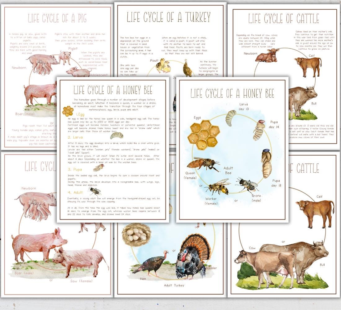 Farm Animals Unit Study: Montessori Learning, Anatomy, Life Cycles (PDF ...