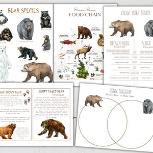 BEARS Unit Study, Life Cycle, Anatomy, Nature Study, Science ...