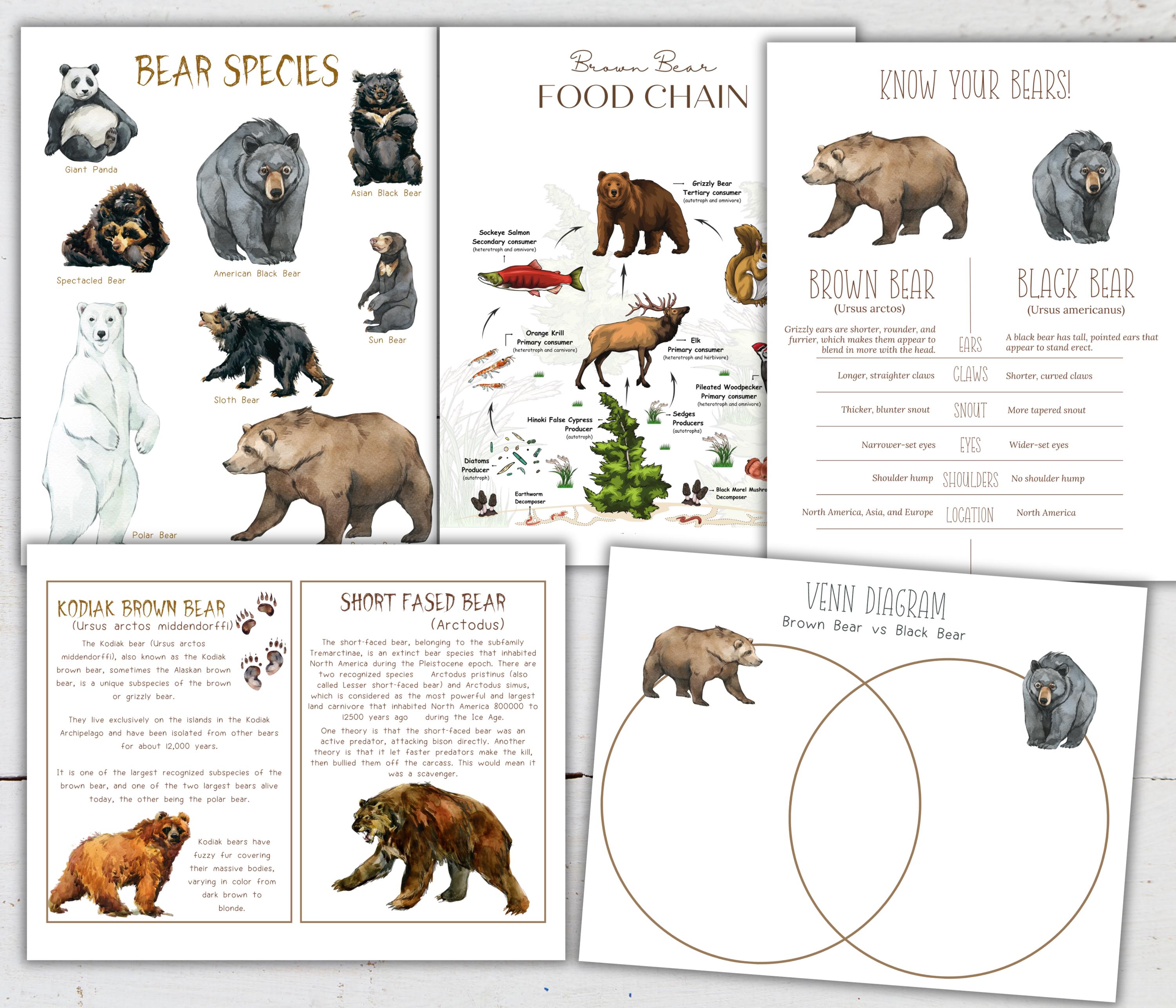 Bears Unit Study: Life Cycle, Anatomy, Homeschool Printable (instant ...