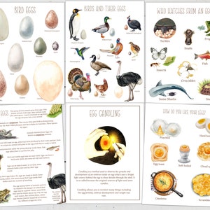 Egg Unit Study: Oviparous Animals, Life Cycle (homeschool Printable) - Etsy