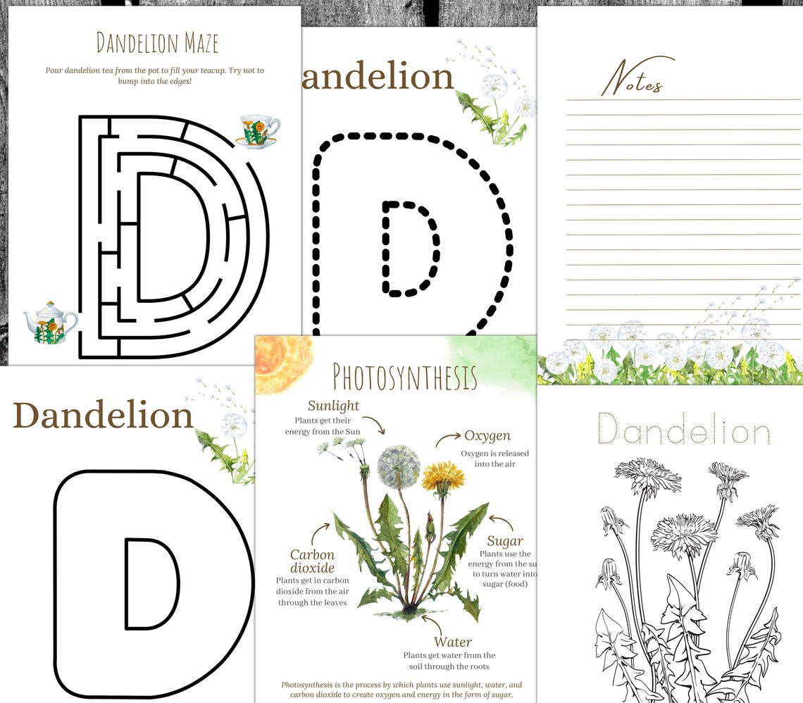 DANDELION Unit Study Life Cycle Anatomy Nature Study - Etsy