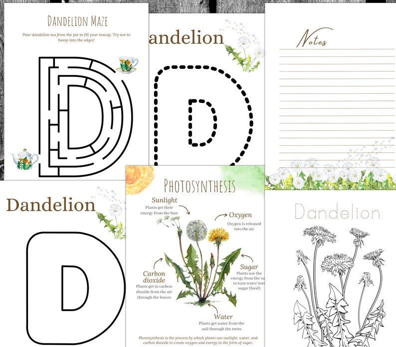 DANDELION Unit Study Life Cycle Anatomy Nature Study - Etsy
