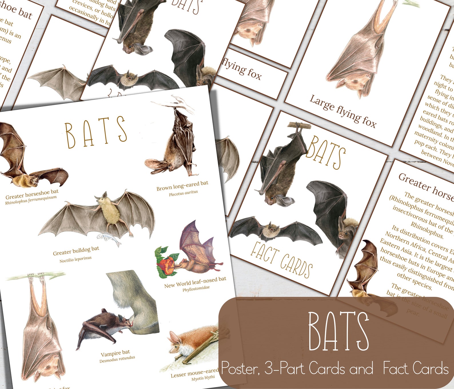 Bats Unit Study: Life Cycle, Anatomy, Homeschool Printable (instant ...
