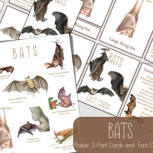 BATS Unit Study, Life Cycle, Anatomy, Nature Study, Science ...