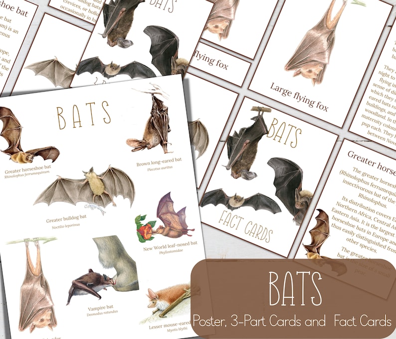 Bats Unit Study: Life Cycle, Anatomy, Homeschool Printable (instant ...