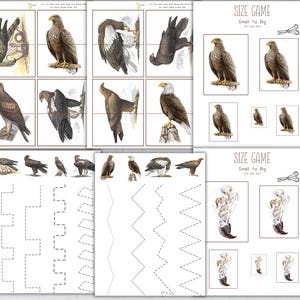 Eagles Unit Study: Life Cycle, Anatomy, Homeschool Printable (instant ...