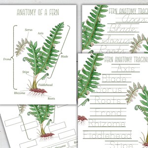 FERNS Unit Study, Life Cycle, Anatomy, Nature Study, Science ...