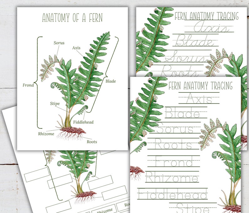 Ferns Unit Study: Life Cycle, Anatomy, Family Style Activities ...