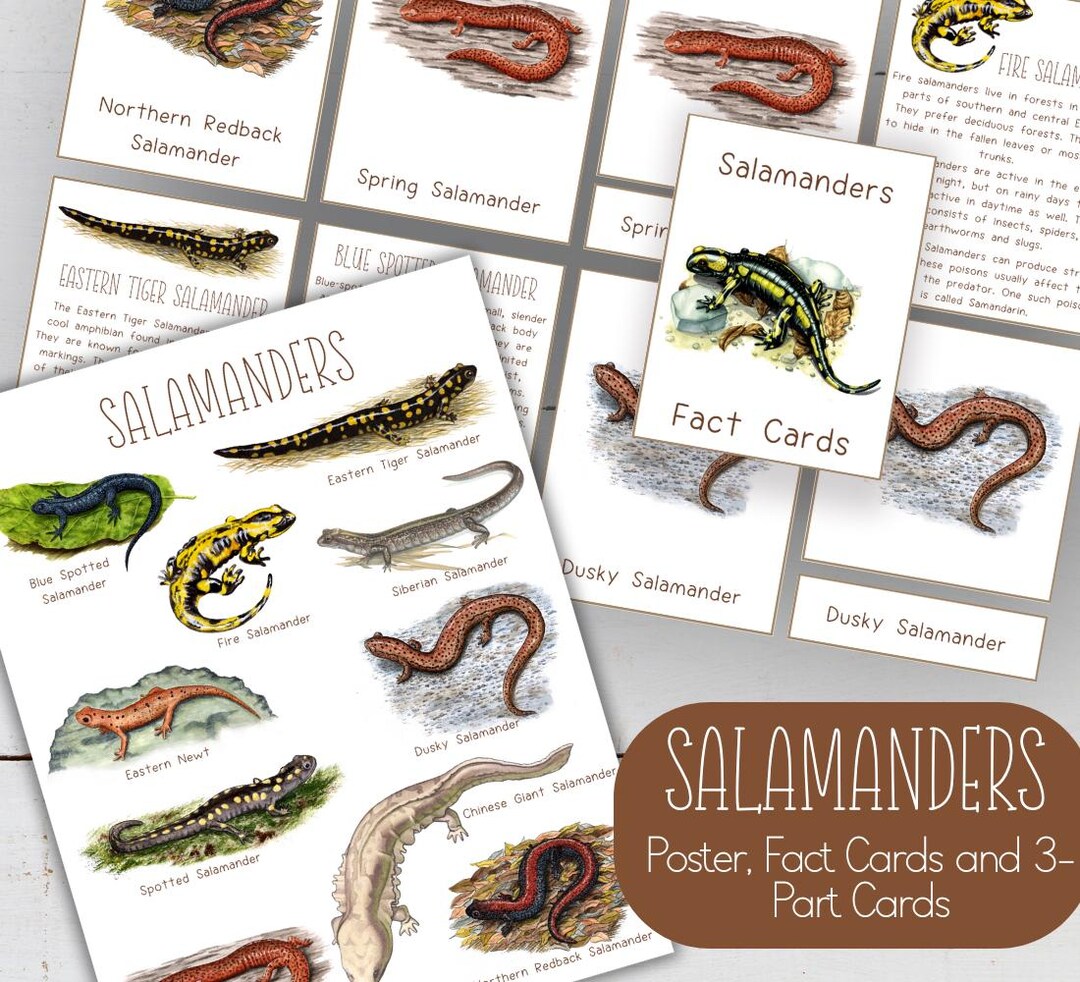 SALAMANDERS Mini Poster + 3-part Cards + Fact Cards, Montessori ...