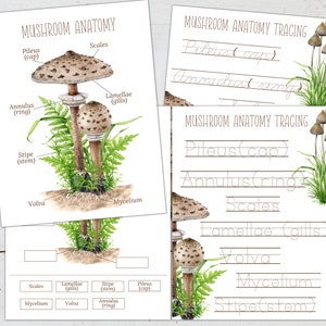 Mushroom Unit Study: Life Cycle, Anatomy, Homeschool Printable (instant ...