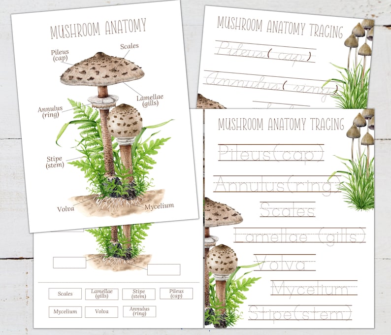 Mushroom Unit Study: Life Cycle, Anatomy, Homeschool Printable (instant ...