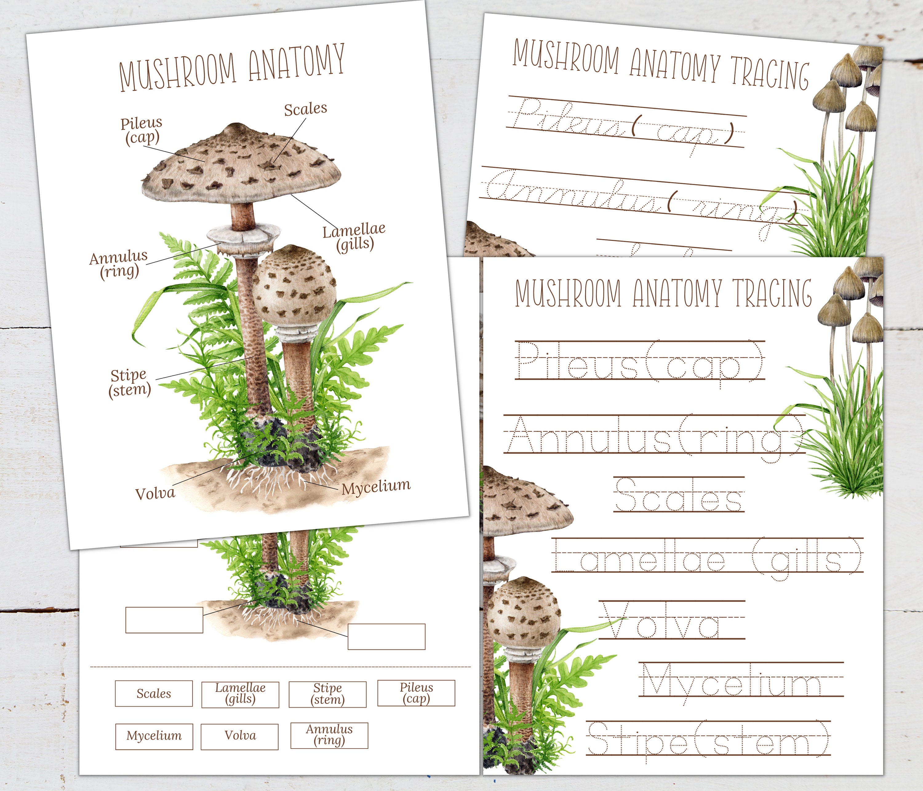 Mushroom Unit Study: Life Cycle, Anatomy, Homeschool Printable (instant ...