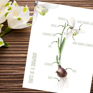 SNOWDROP Anatomy, Poster and Labeling Activity, Homeschool, Instant ...