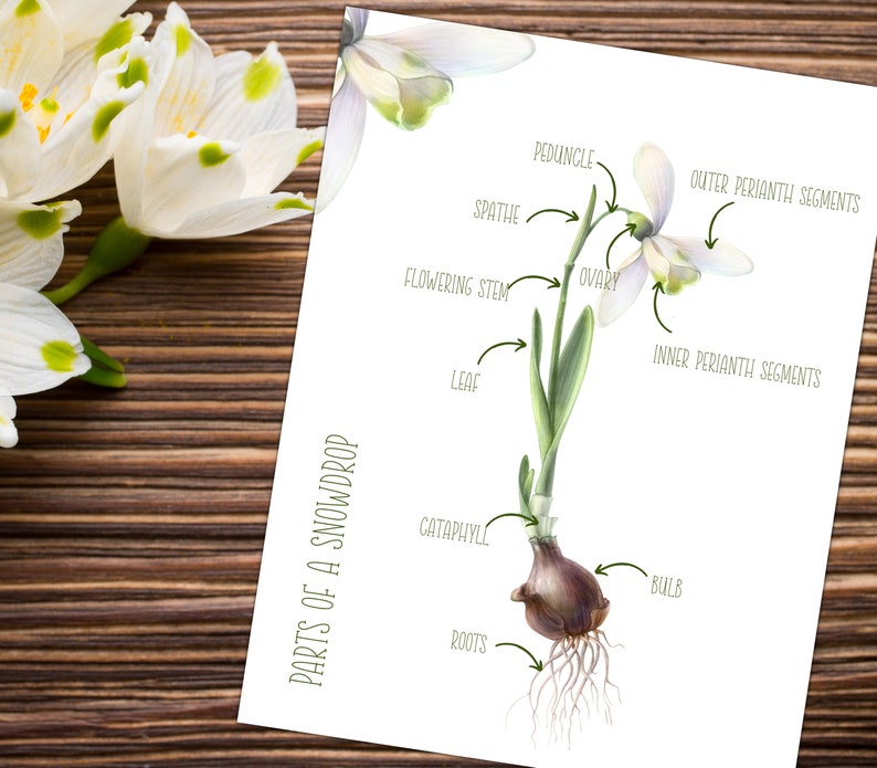 SNOWDROP Anatomy Poster and Labeling Activity Homeschool - Etsy