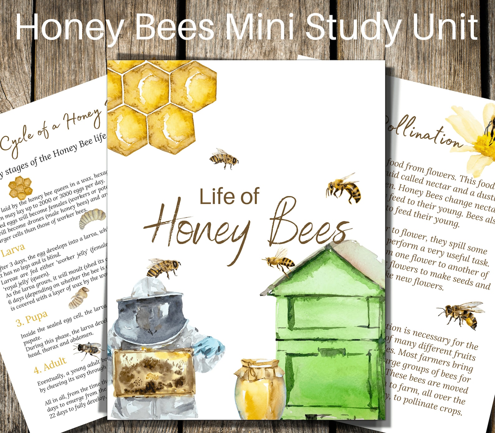 Honey Bees and Beekeeping Study Unit Life Cycle Anatomy - Etsy