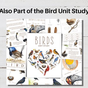 STARLING Life Cycle, Nature Study, Homeschool Printable, Instant ...