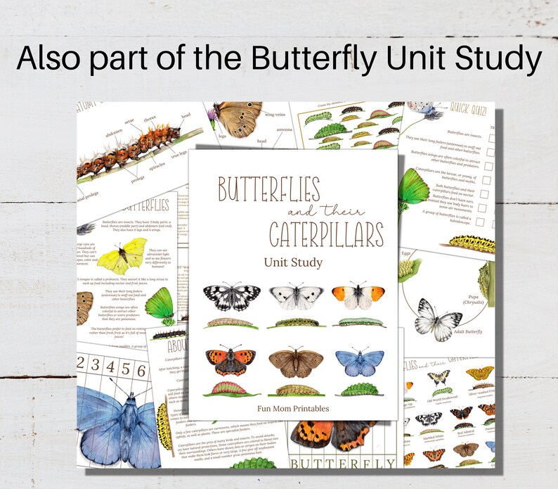 CATERPILLAR Anatomy, Poster + Labeling and Tracing Activities ...