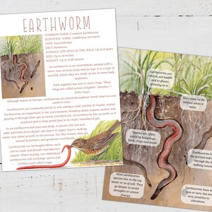 EARTHWORM Study Unit, Life Cycle, Anatomy, Nature Study, Science ...