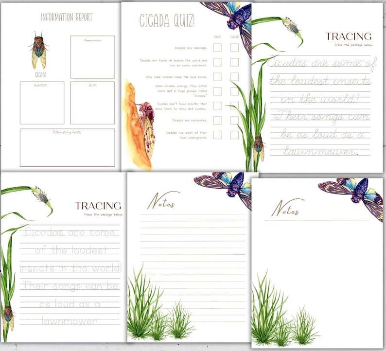 Cicada Life Cycle Unit Study: Anatomy, Homeschool Printable (instant ...