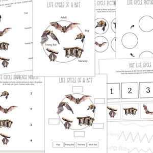 BATS Unit Study Life Cycle Anatomy Nature Study Science - Etsy