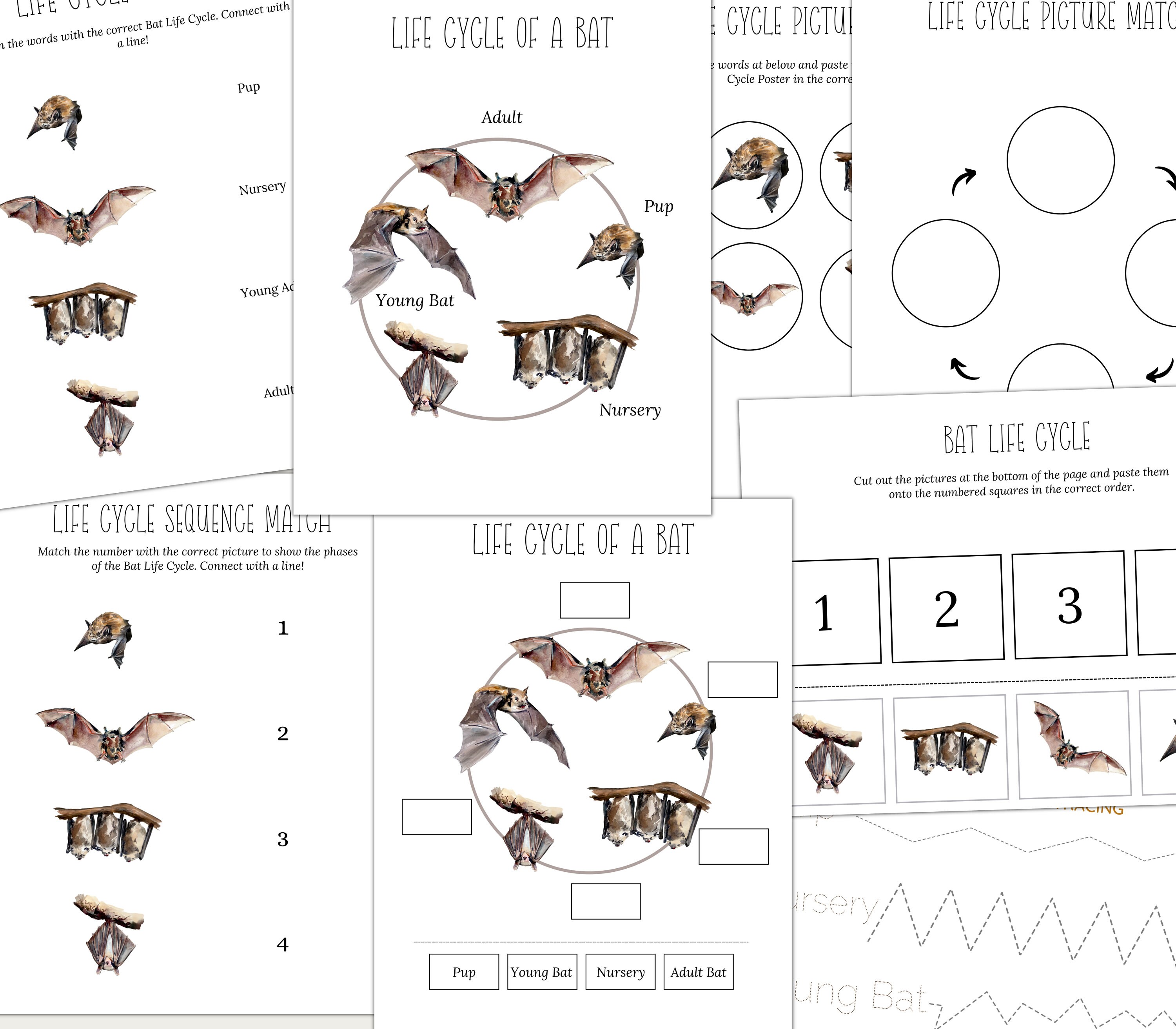 BATS Unit Study Life Cycle Anatomy Nature Study Science - Etsy Australia