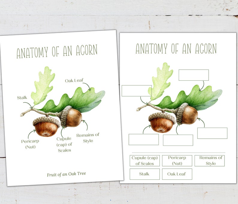 OAK Tree and ACORN Anatomy, Posters + Labeling and Tracing Activities ...