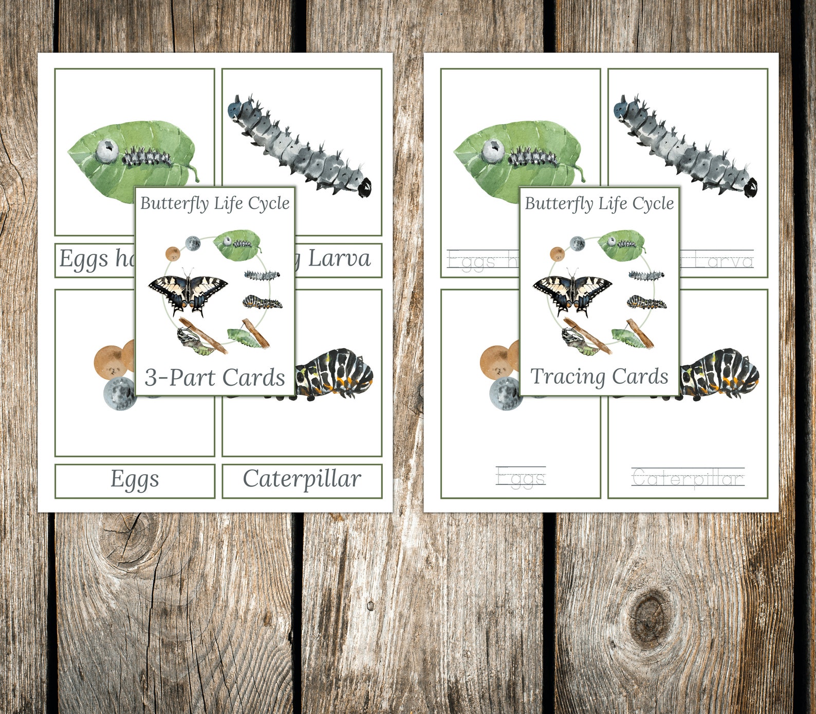 Swallowtail BUTTERFLY Unit Study Life Cycle Anatomy Nature - Etsy