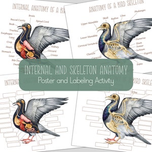 BIRDS UNITS BUNDLE, Bird Activities, Nests, Hatchlings, Beaks ...