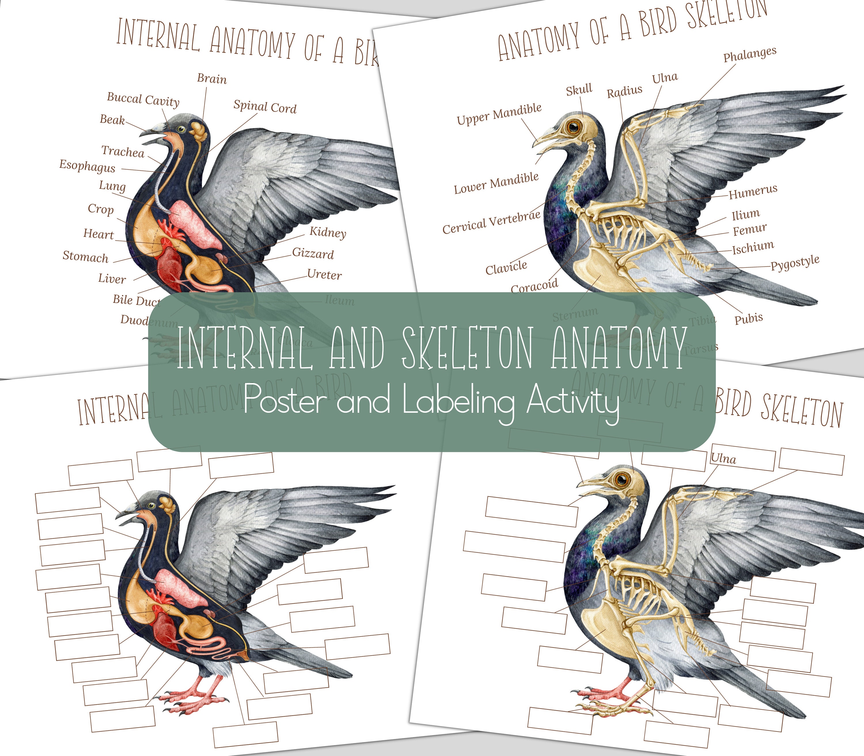 BIRDS UNITS BUNDLE, Bird Activities, Nests, Hatchlings, Beaks ...