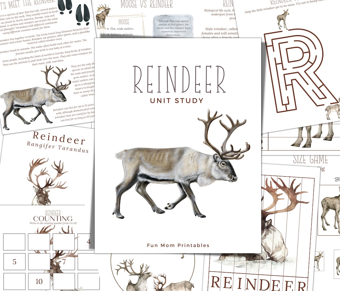Reindeer Unit Study: Homeschool Science, Anatomy, Life Cycle (instant ...