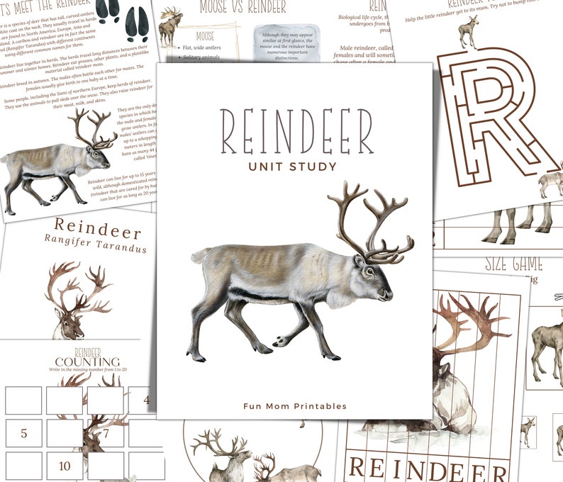 Reindeer Unit Study: Homeschool Science, Anatomy, Life Cycle (instant ...