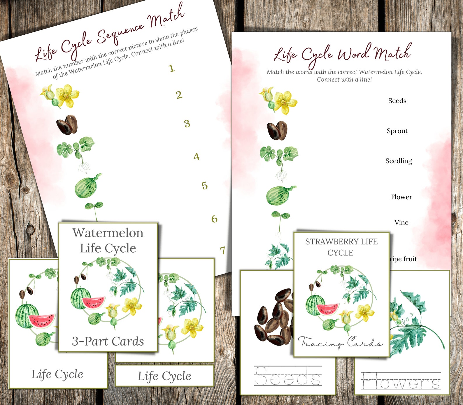 WATERMELON Unit Study Life Cycle Anatomy Nature Study | Etsy
