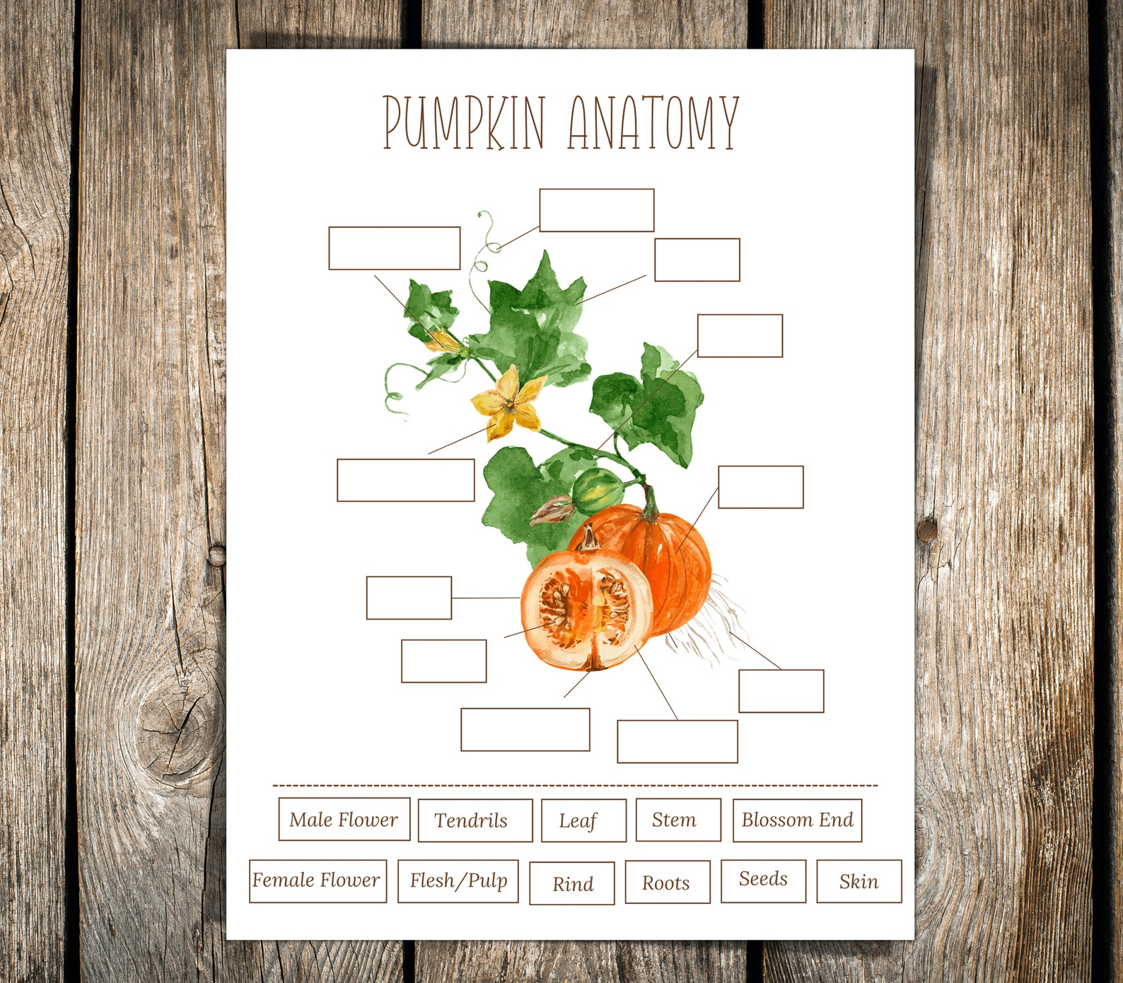PUMPKIN Anatomy Poster and Labeling Activity Homeschool - Etsy