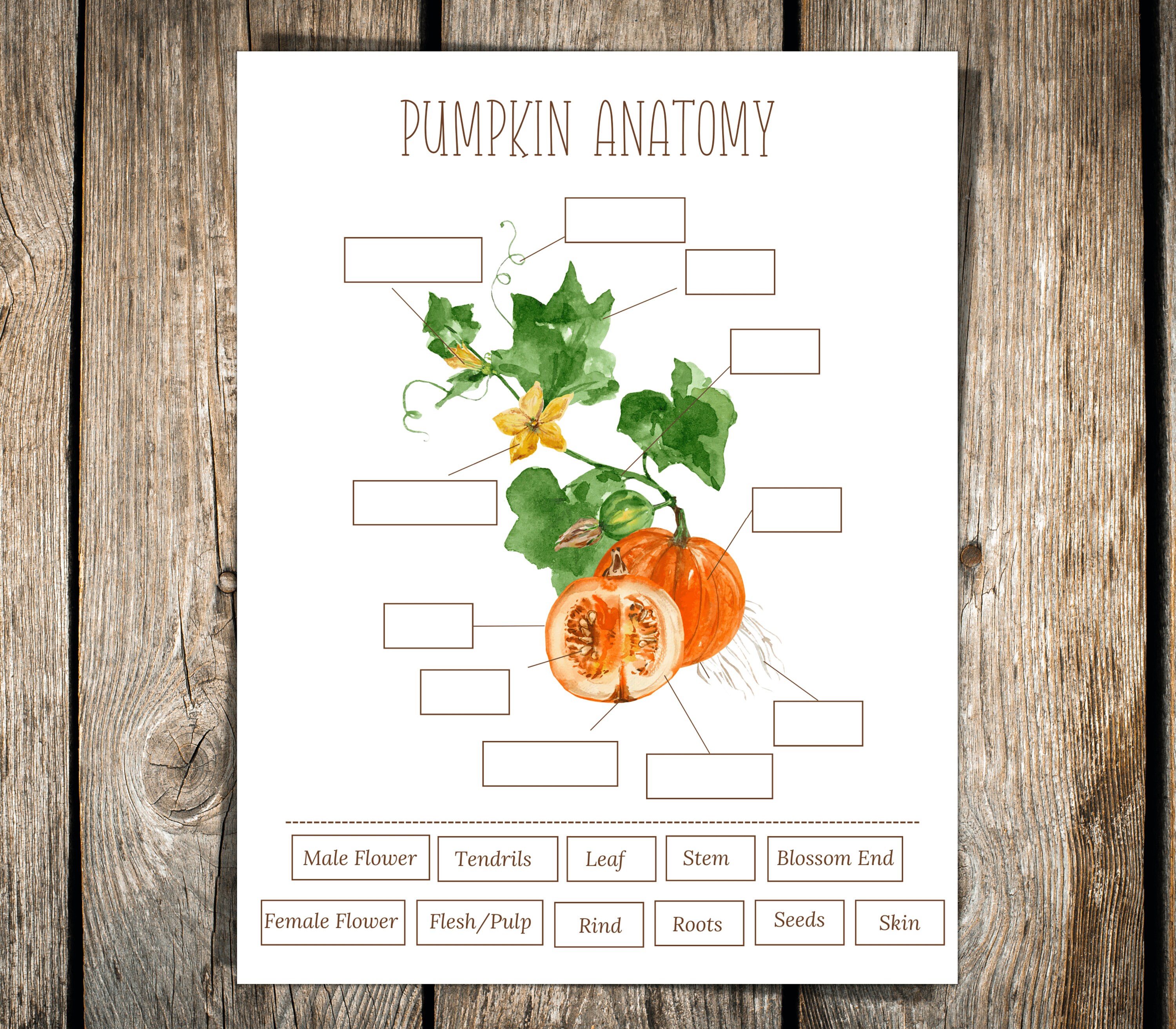 PUMPKIN Anatomy Poster and Labeling Activity Homeschool - Etsy