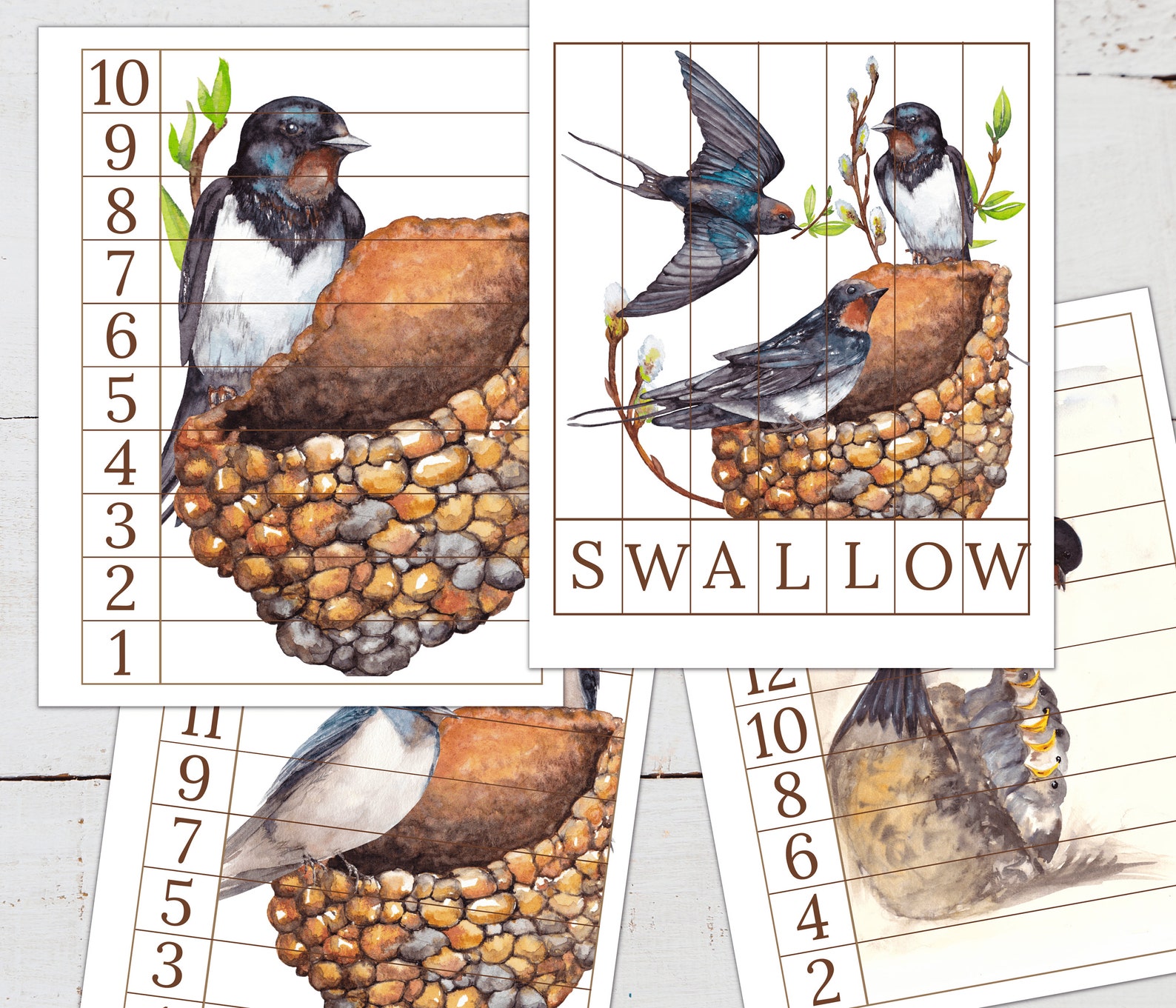 Swallow Unit Study: Homeschool Science, Anatomy & Life Cycle (instant ...