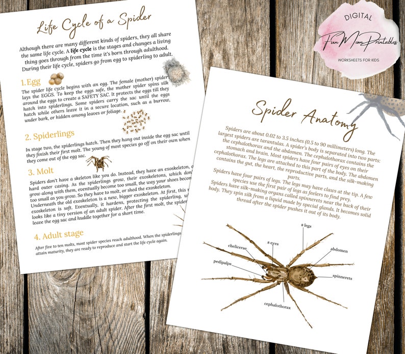 SPIDER Unit Study Life Cycle Anatomy Nature Study Science - Etsy