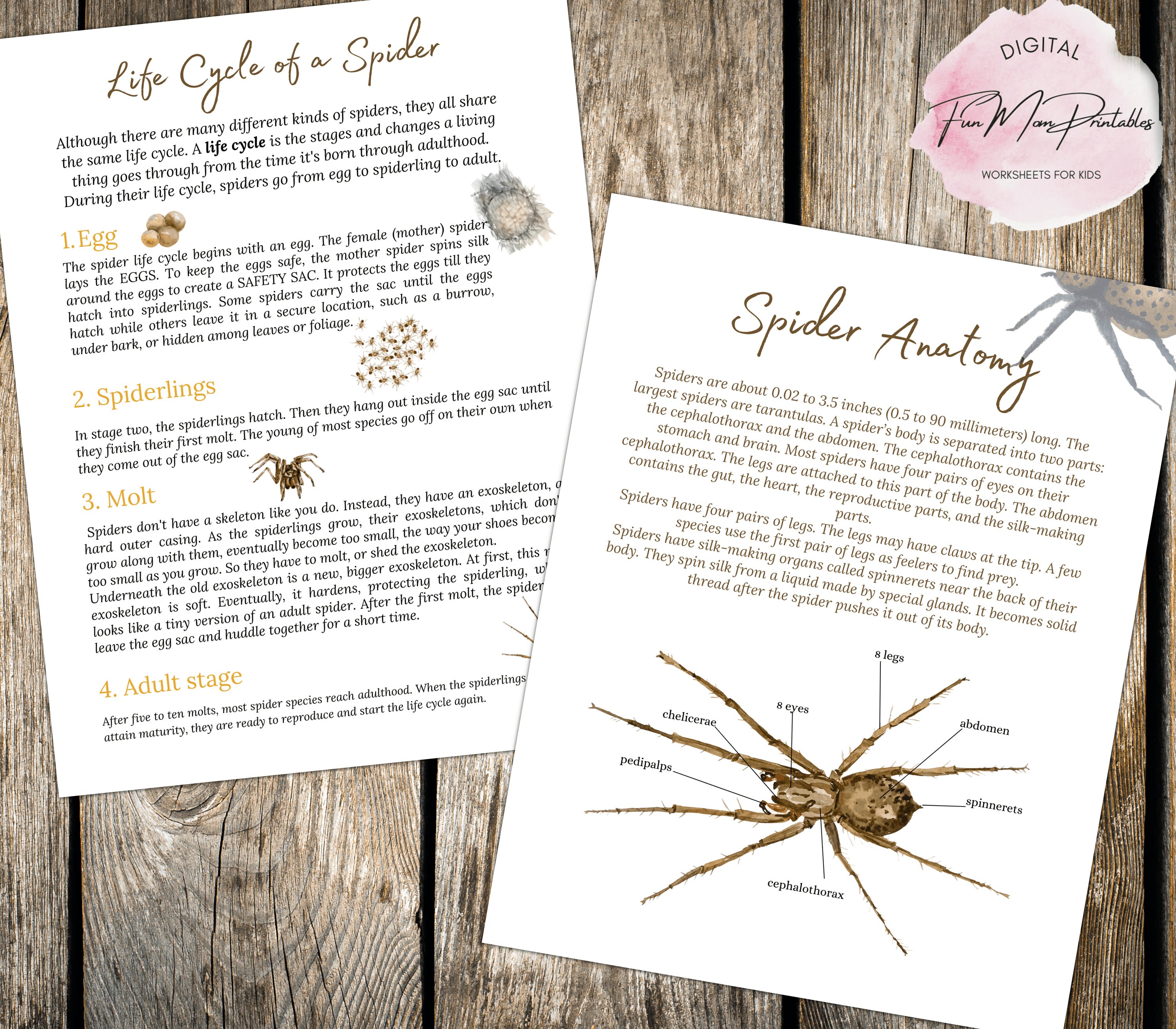 SPIDER Unit Study Life Cycle Anatomy Nature Study Science - Etsy UK