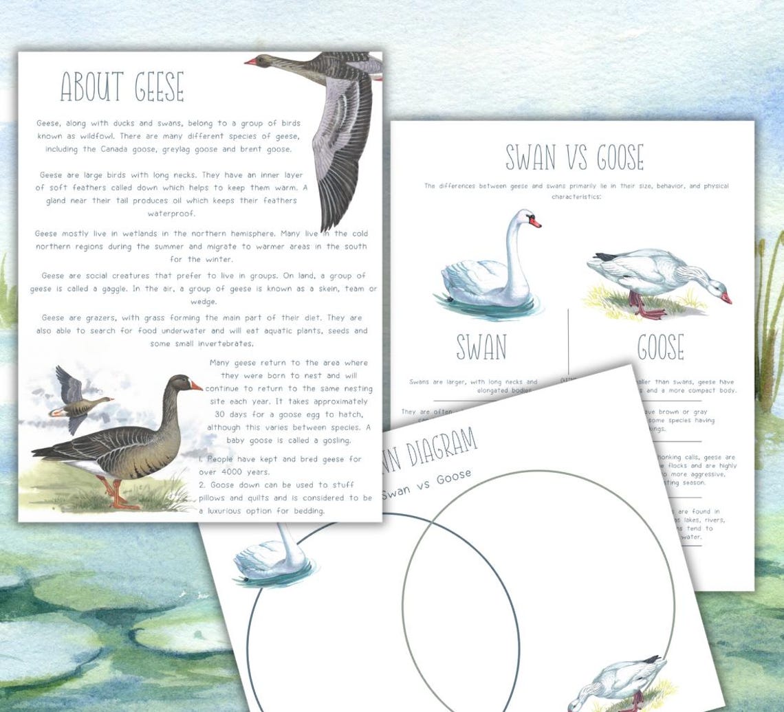 Goose Unit Study: Life Cycle, Anatomy, and Activities (homeschool ...