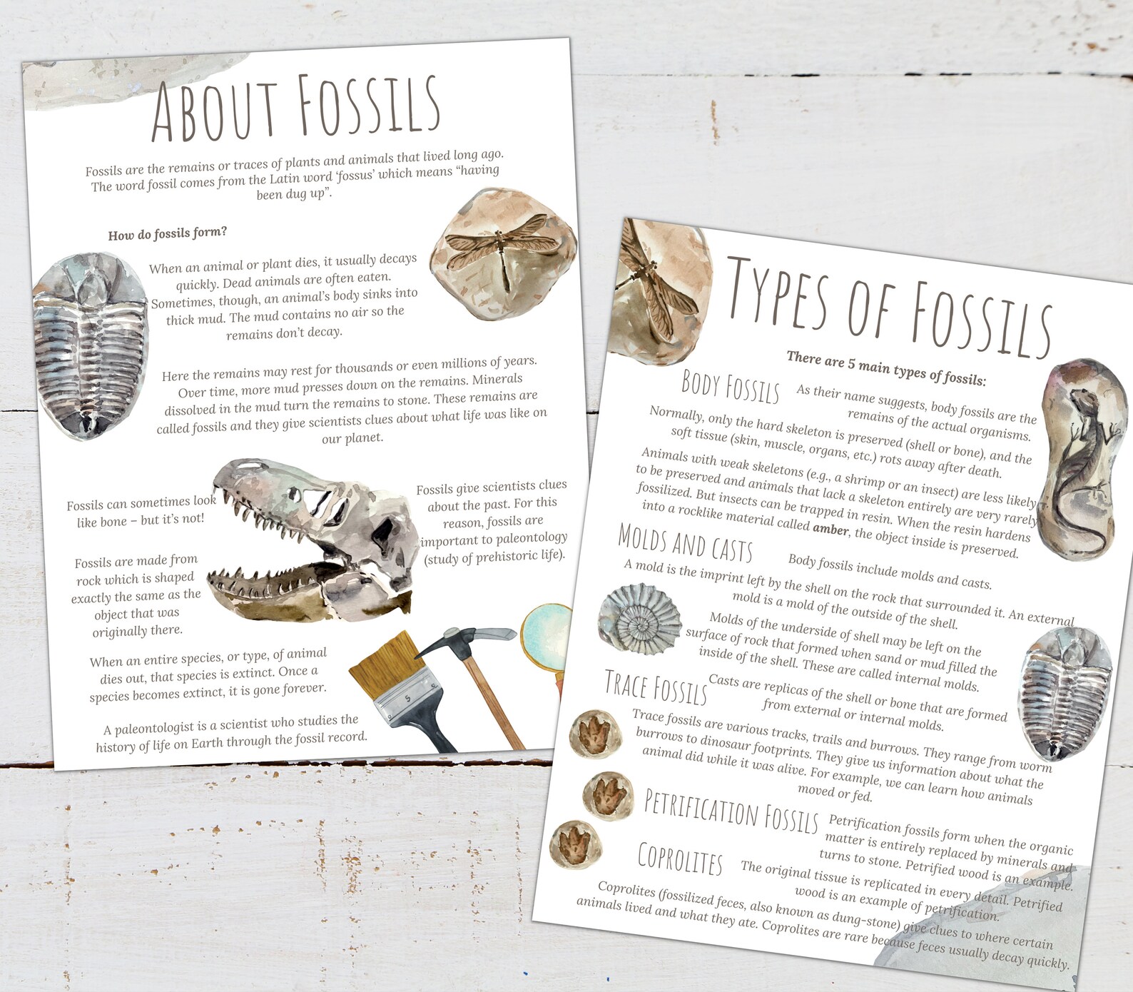 FOSSILS Unit Study, Anatomy, Nature Study, Science, Handwriting ...