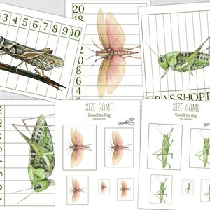 Grasshopper Unit Study: Life Cycle, Anatomy, Homeschool Printable ...