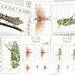 GRASSHOPPER Unit Study, Life Cycle, Anatomy, Nature Study, Science ...