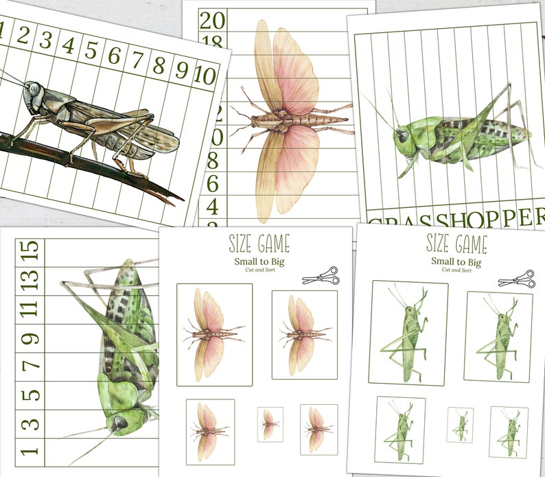 Grasshopper Unit Study: Life Cycle, Anatomy, Homeschool Printable ...