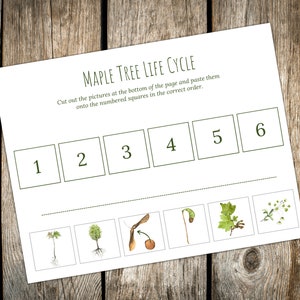 MAPLE TREE Life Cycle, Nature Study, Homeschool Printable, Instant ...