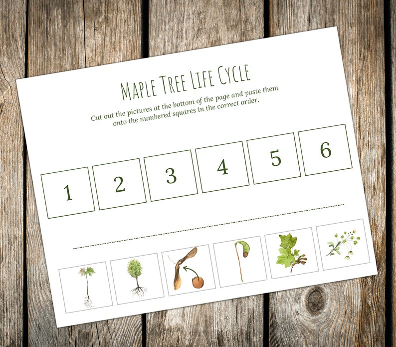 MAPLE TREE Life Cycle Nature Study Homeschool Printable - Etsy