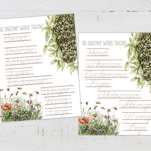 Bee Anatomy, Poster and Labeling Activity, Homeschool, Instant DOWNLOAD ...