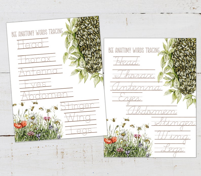 Bee Anatomy Poster and Labeling Activity Homeschool Instant - Etsy